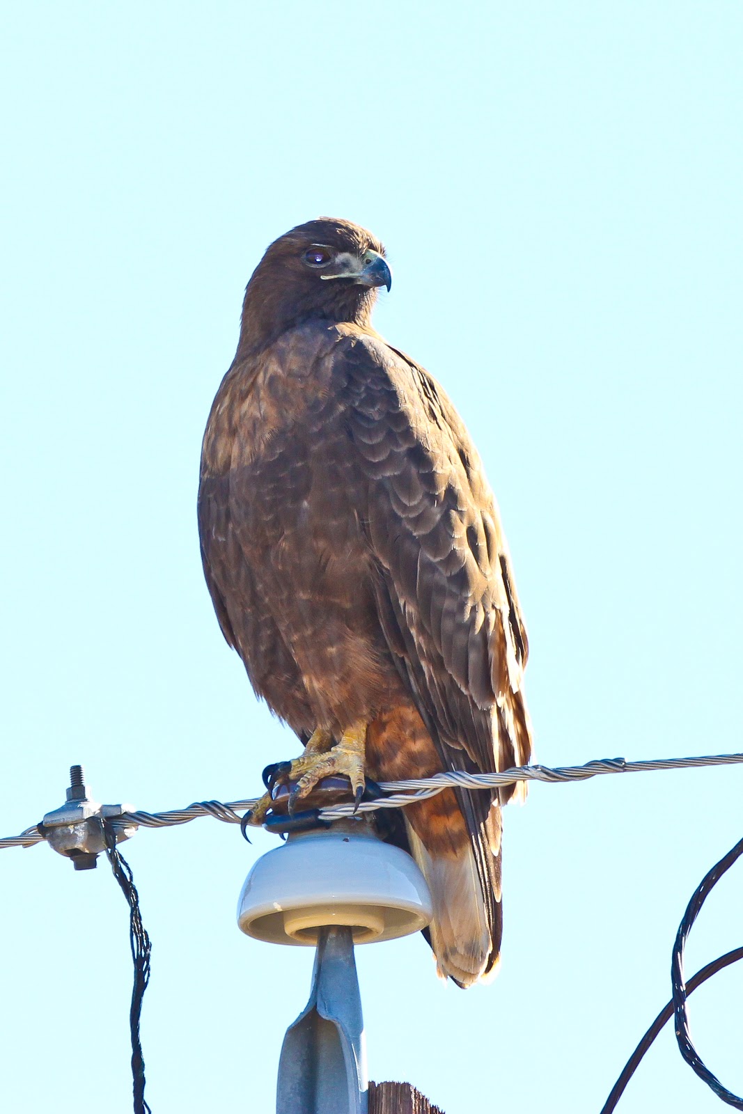 Feather Tailed Stories: Red-tailed Hawk (collection)