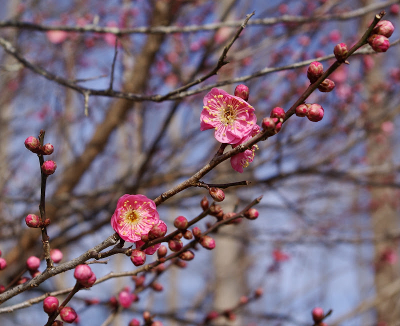 sweetbay: Along the wood's edge