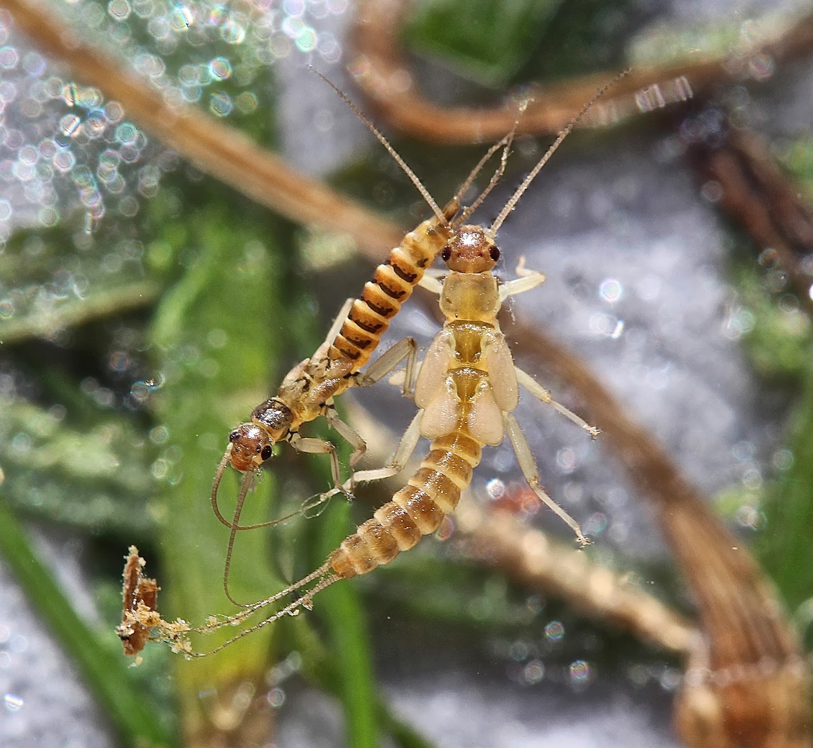 Aquatic Insects of Central Virginia: Winter stoneflies on a cold winter ...
