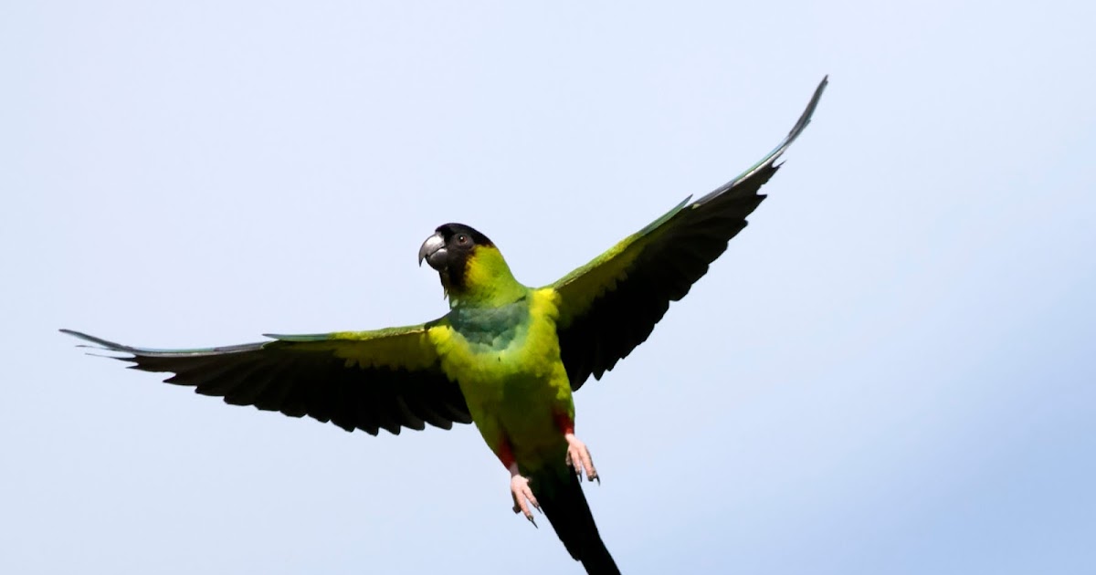 Ann Brokelman Photography: Nanday Parakeets in Florida - LIFER