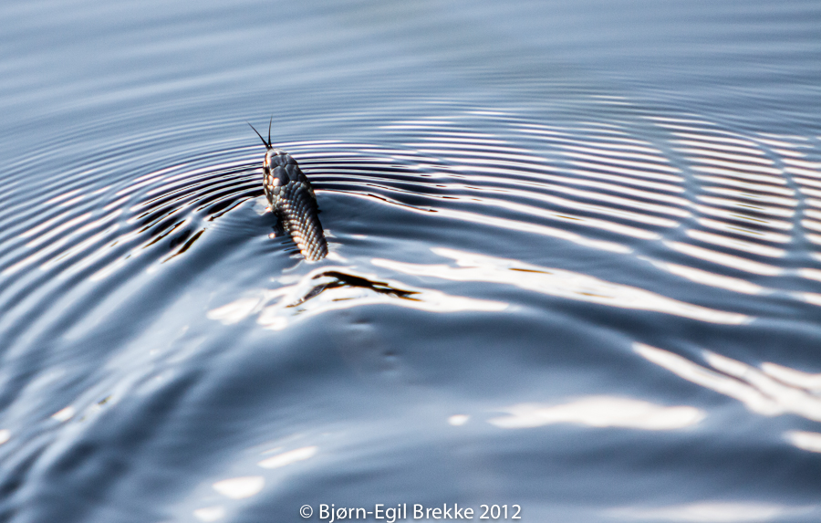 Bjørn-Egil Brekke: Buorm i vann