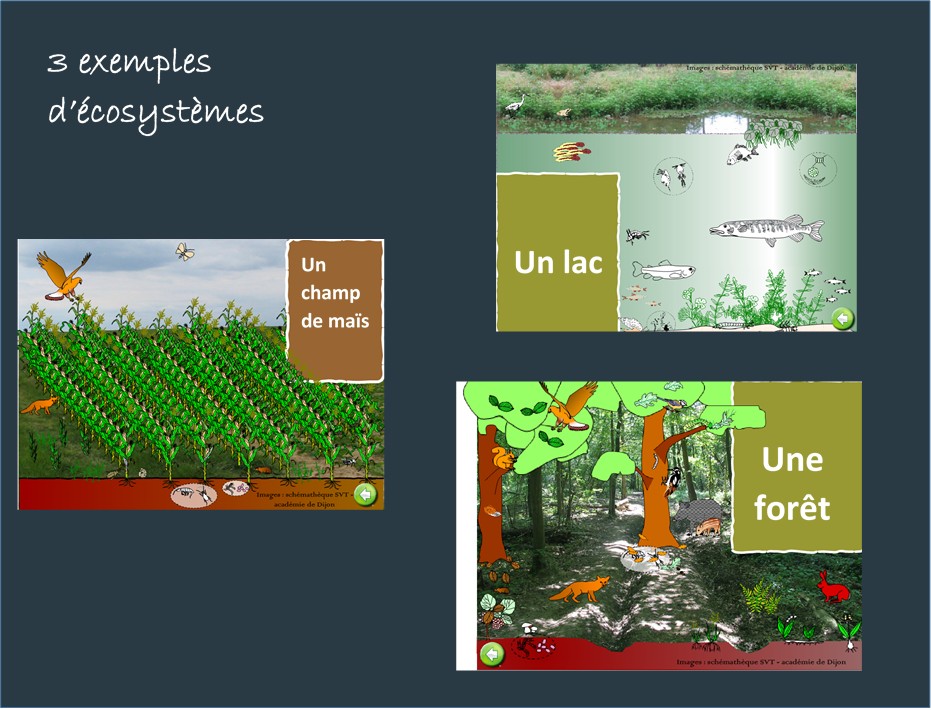 Petit blog de Sciences naturelles: Chapitre 3