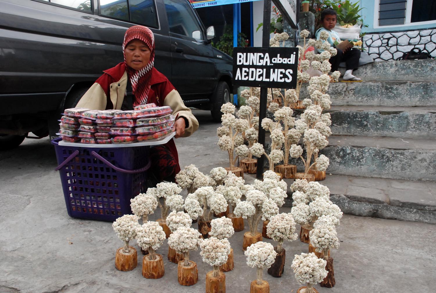 Gambar Bunga Edelweis Di Bromo - Andira Gambar