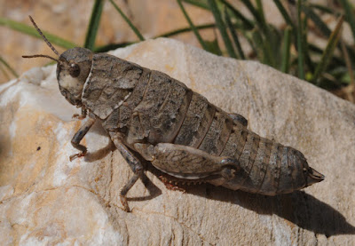 Species New to Science: [Entomology • 2016] Pamphagidae (Orthoptera ...