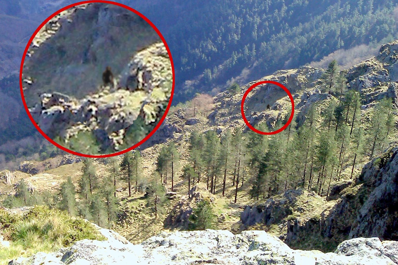 5 Werewolves Caught On Camera Spotted In Real Life