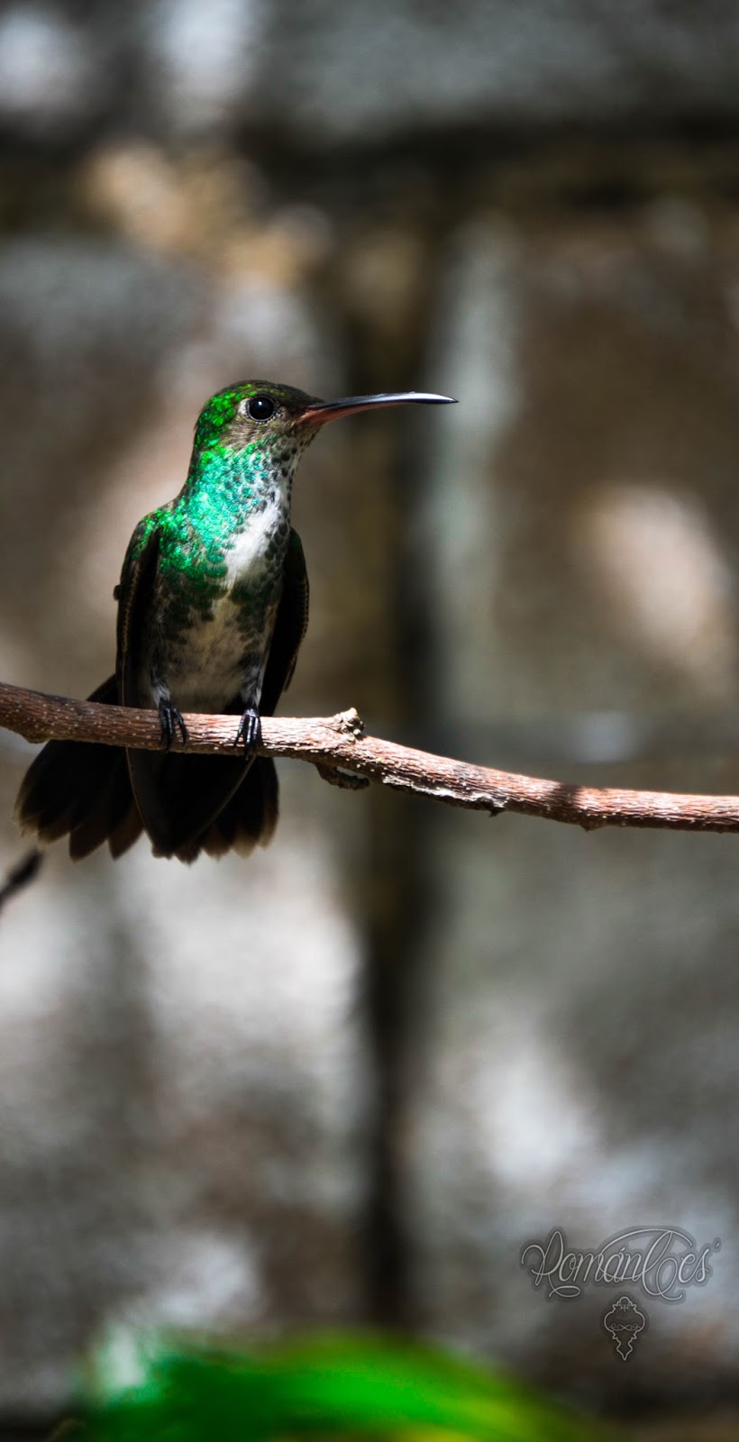 Románces' Fotografía: Colibrí / Hummingbirds