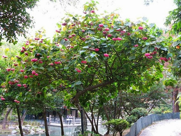 Dombeya wallichii - Jungle Tuin