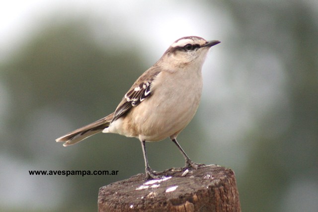 Flora y Fauna: Calandria