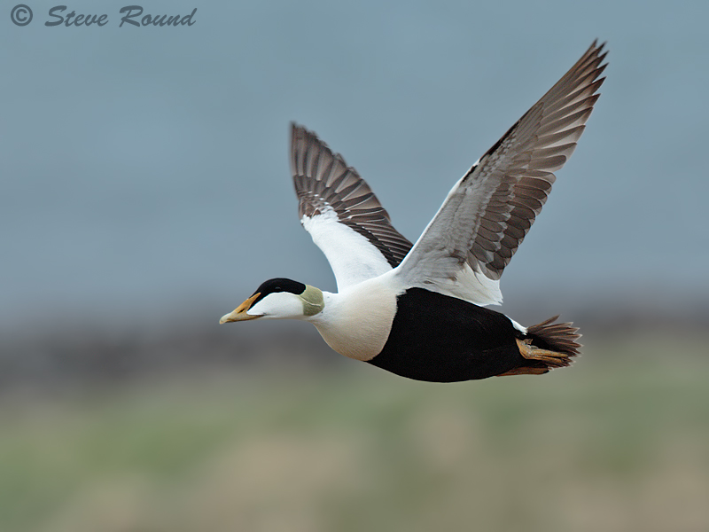 Steve Round Wildlife Photography: Iceland Trip - Eider Ducks