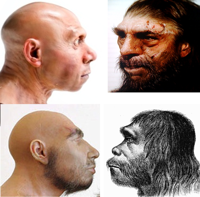 Frontiers of Zoology: New Article On Neanderthal Noses