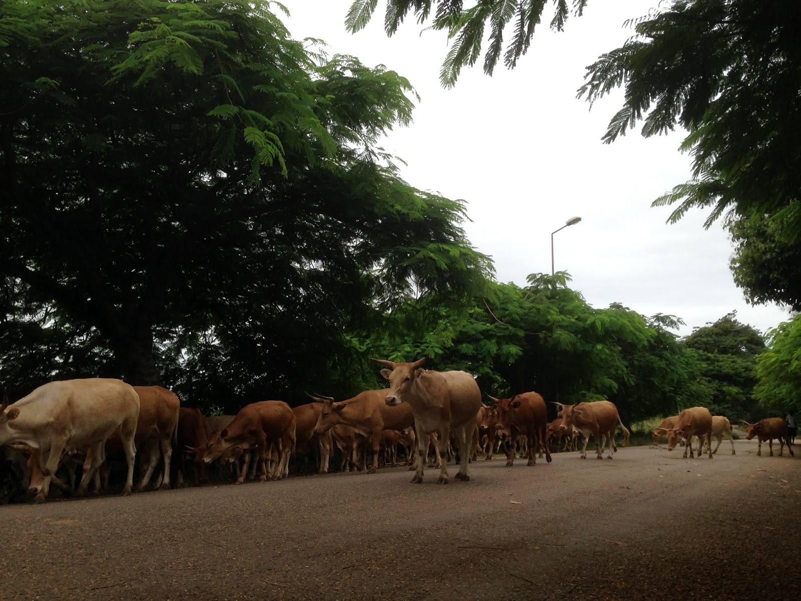 Institute of Ranch Management – The Ghana Project