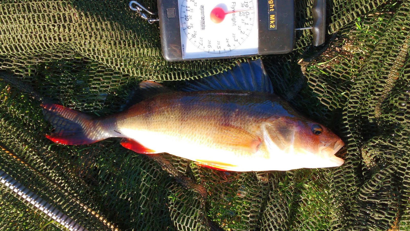Jorvik Angler: Hunting River Perch