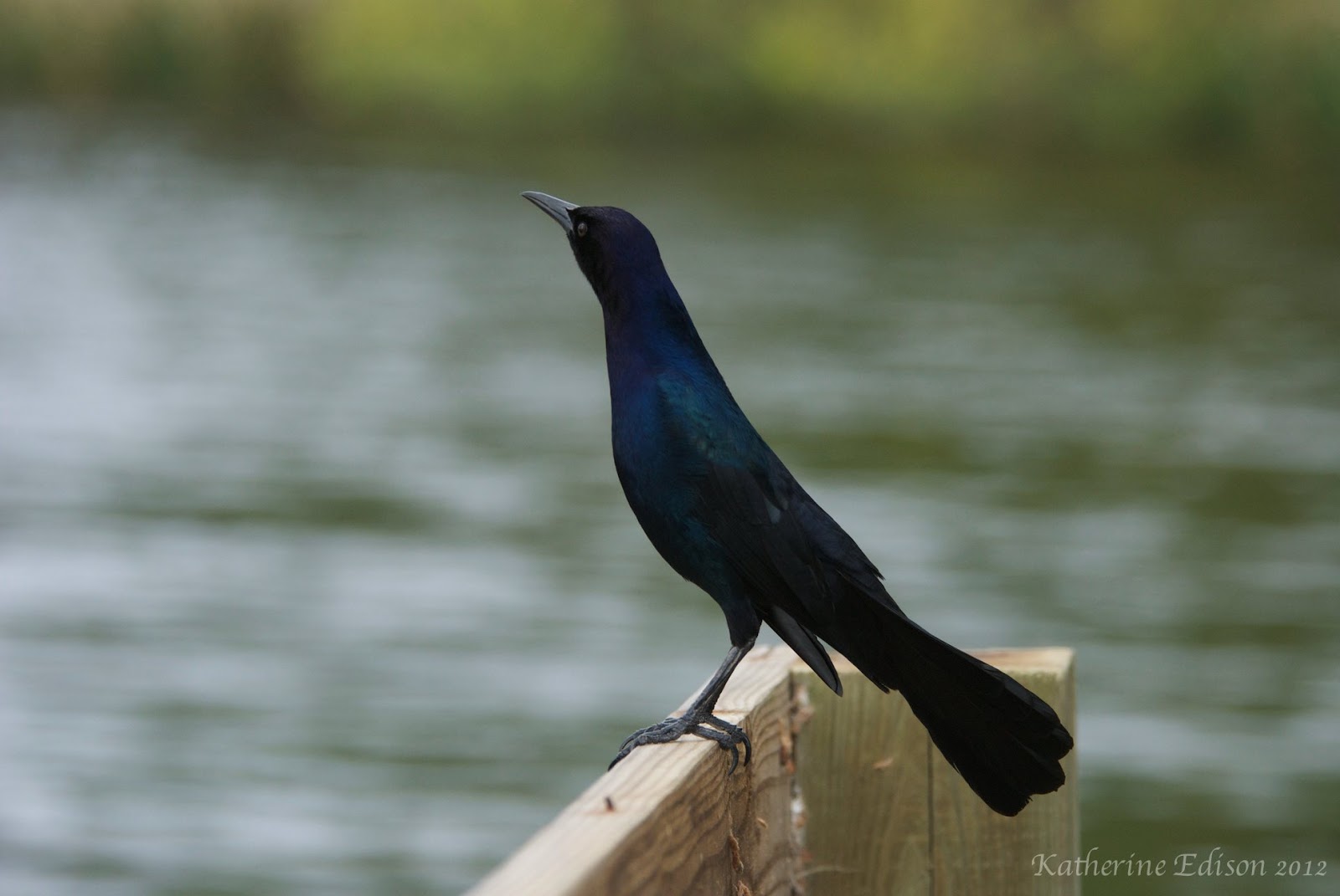 Earth Teach Me: Grackles
