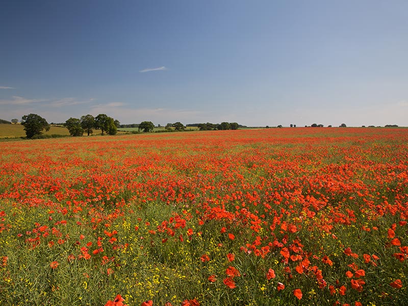 nature wallpaper: Red Roses Field Wallpaper
