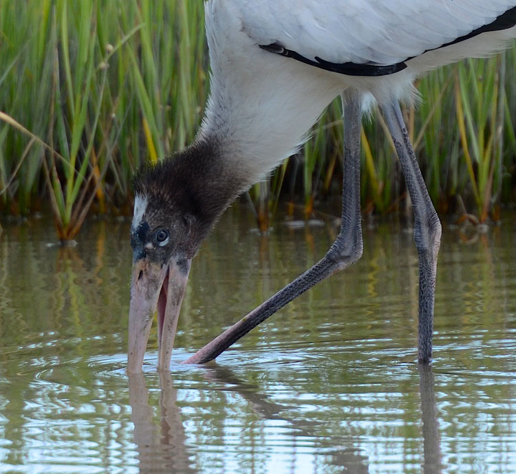 Red and the Peanut: Wood Storks and their unique way of feeding...