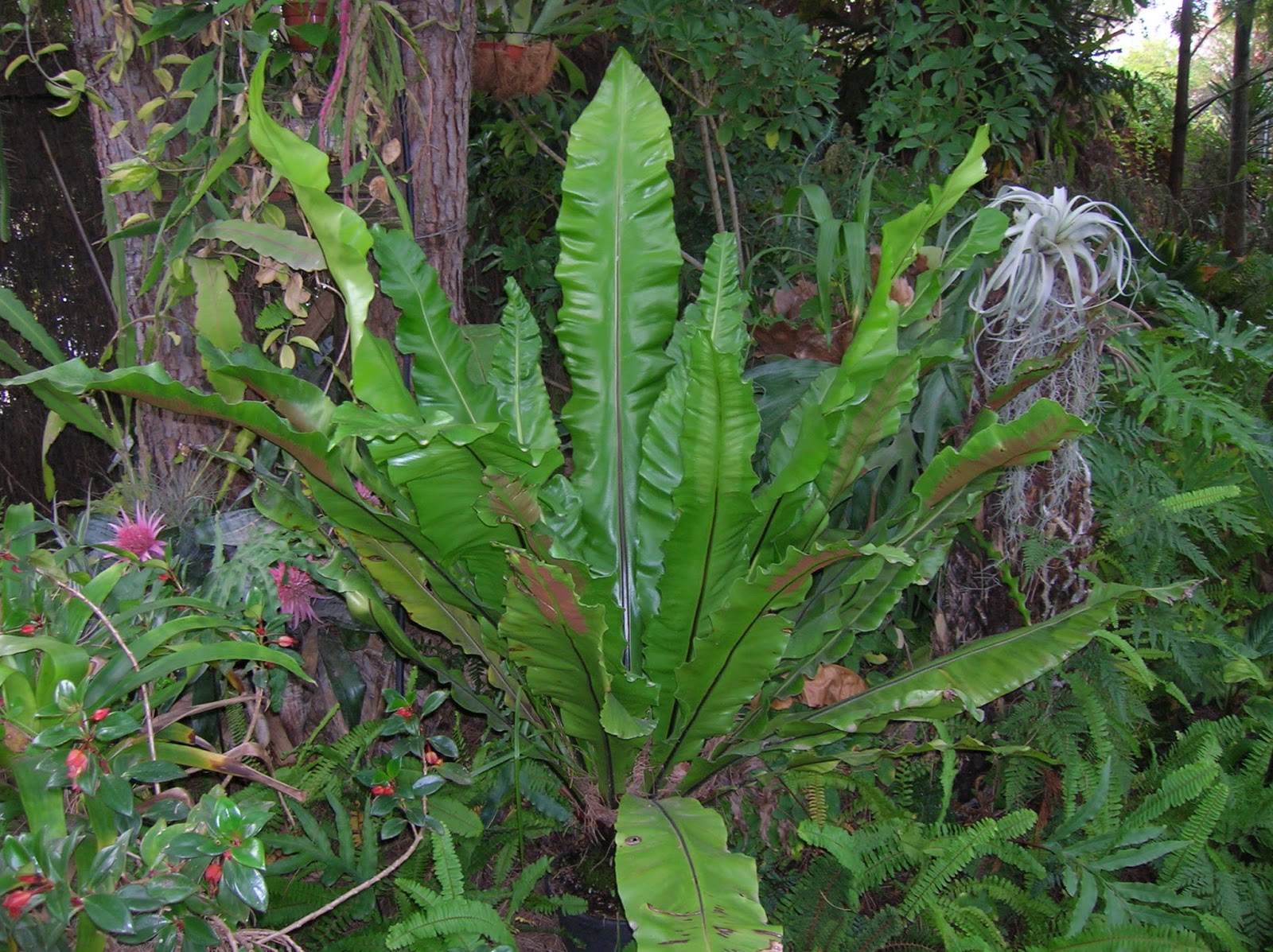 Recregarden: ASPLENIUM NIDUS