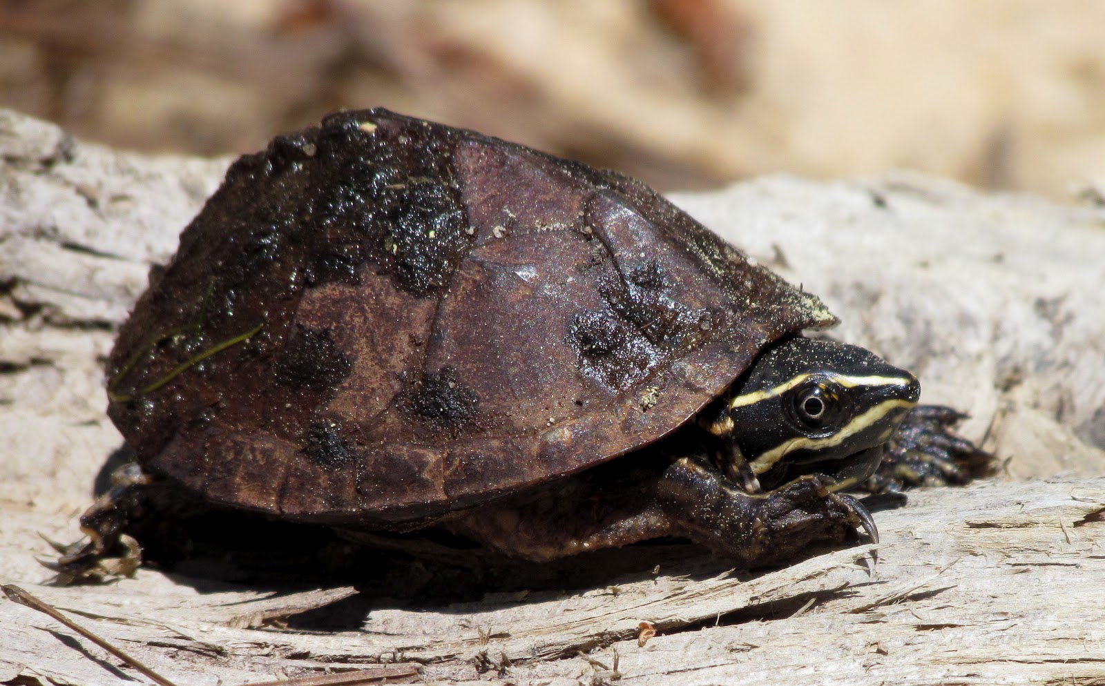Birding Bros. Blog: A Study in Scarlet