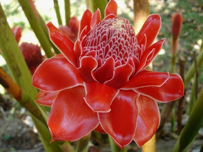 Desain Taman: Desain Taman PESONA TANAMAN HIAS KECOMBRANG Tanaman Hias ...