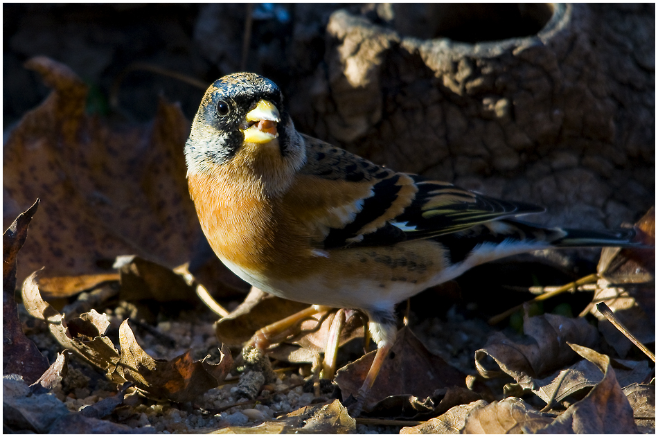 Naturaleza y Etnografía: Pizón real (Fringilla montifringilla)