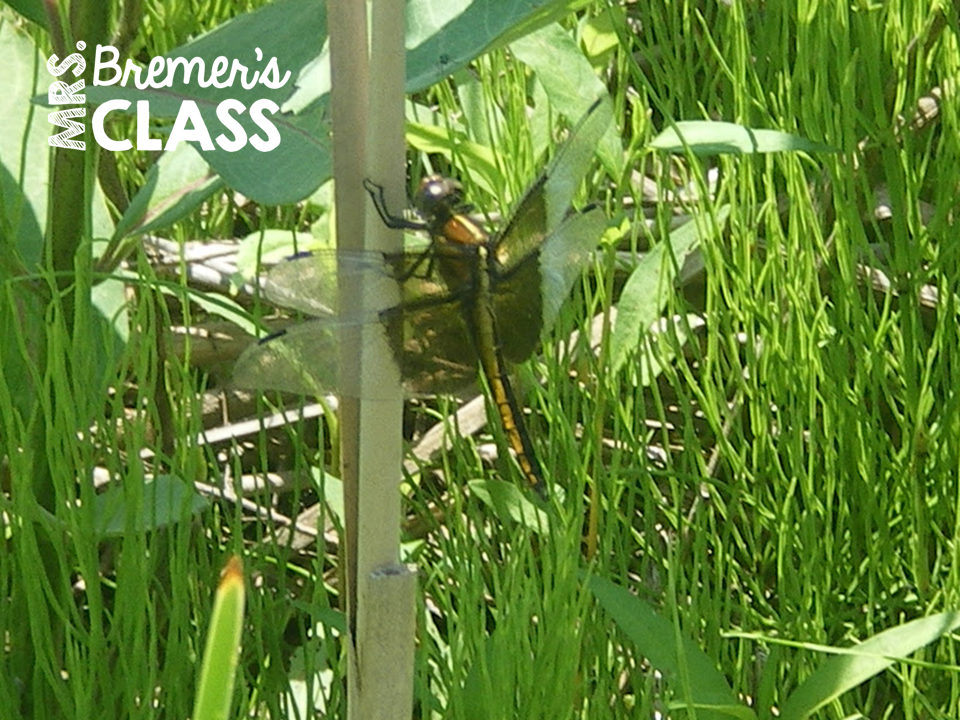 We're Going On A Bug Hunt...freebie! | Mrs. Bremer's Class