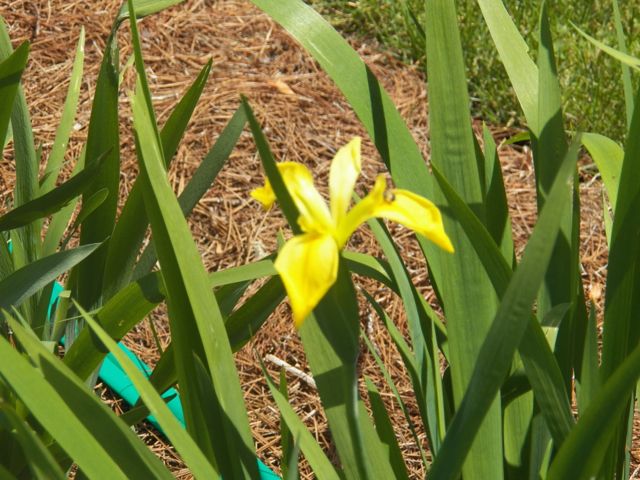 Diamond Rise Gardener: Louisiana Iris Gardens in Tully, NY