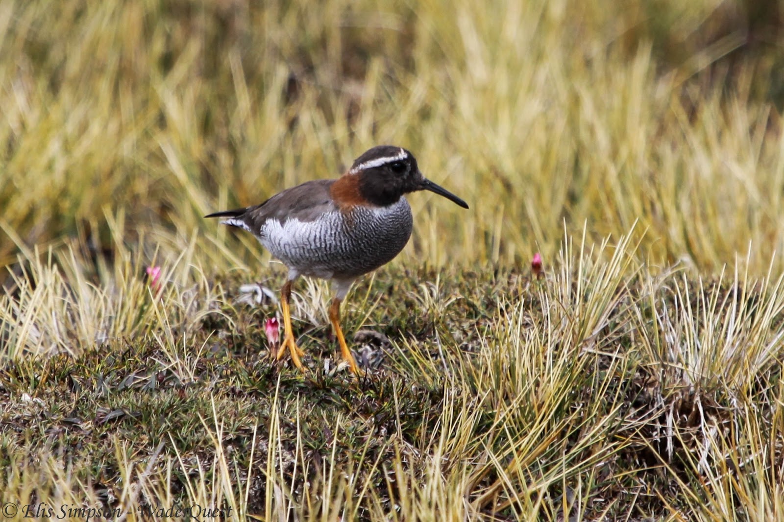 Rick Simpson Birding: Day two in the Andes: Marcapomacocha.