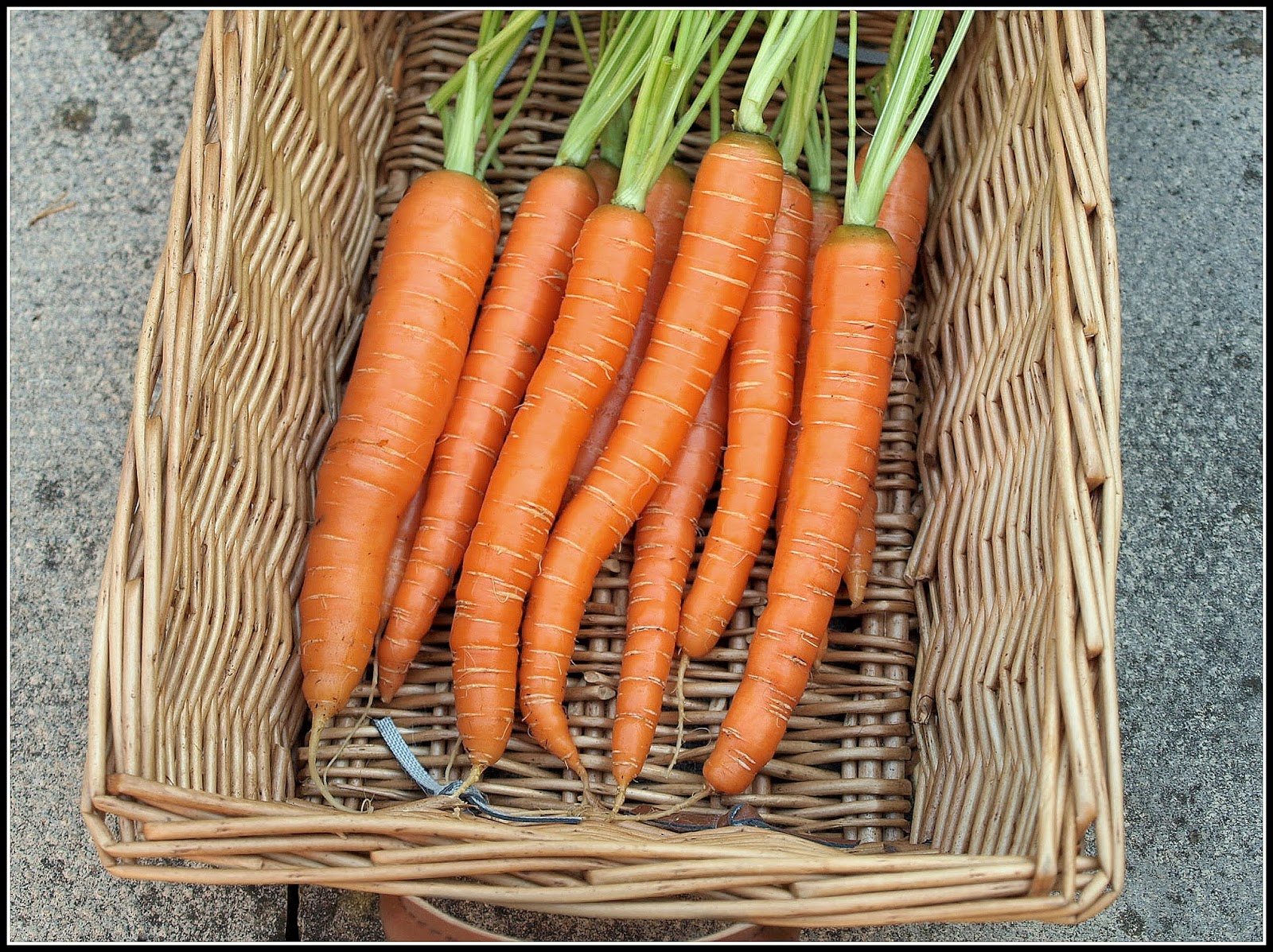 Mark's Veg Plot: Carrots - a real success story!