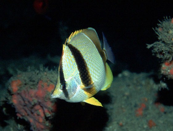 D' Ocean Aquarium: Ikan Kepe kepe (Butterfly Fish)