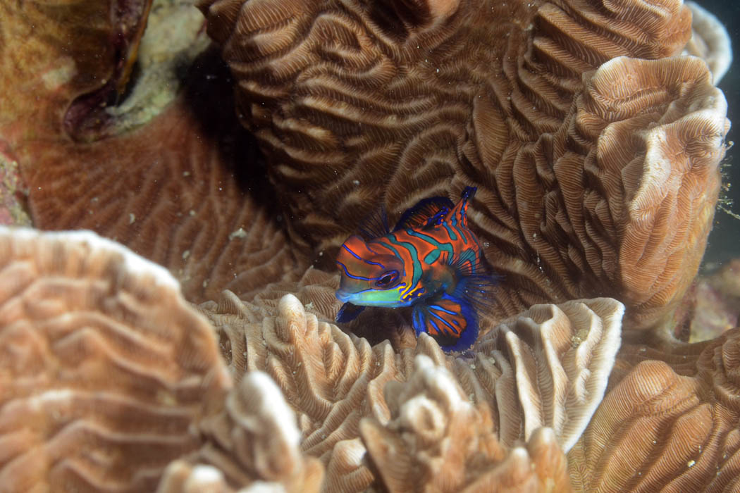 Savannah: The Elusive Mandarin Fish
