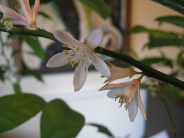 Key Lime Thorns - Key Lime | Potted Citrus Trees : Their ferocious ...