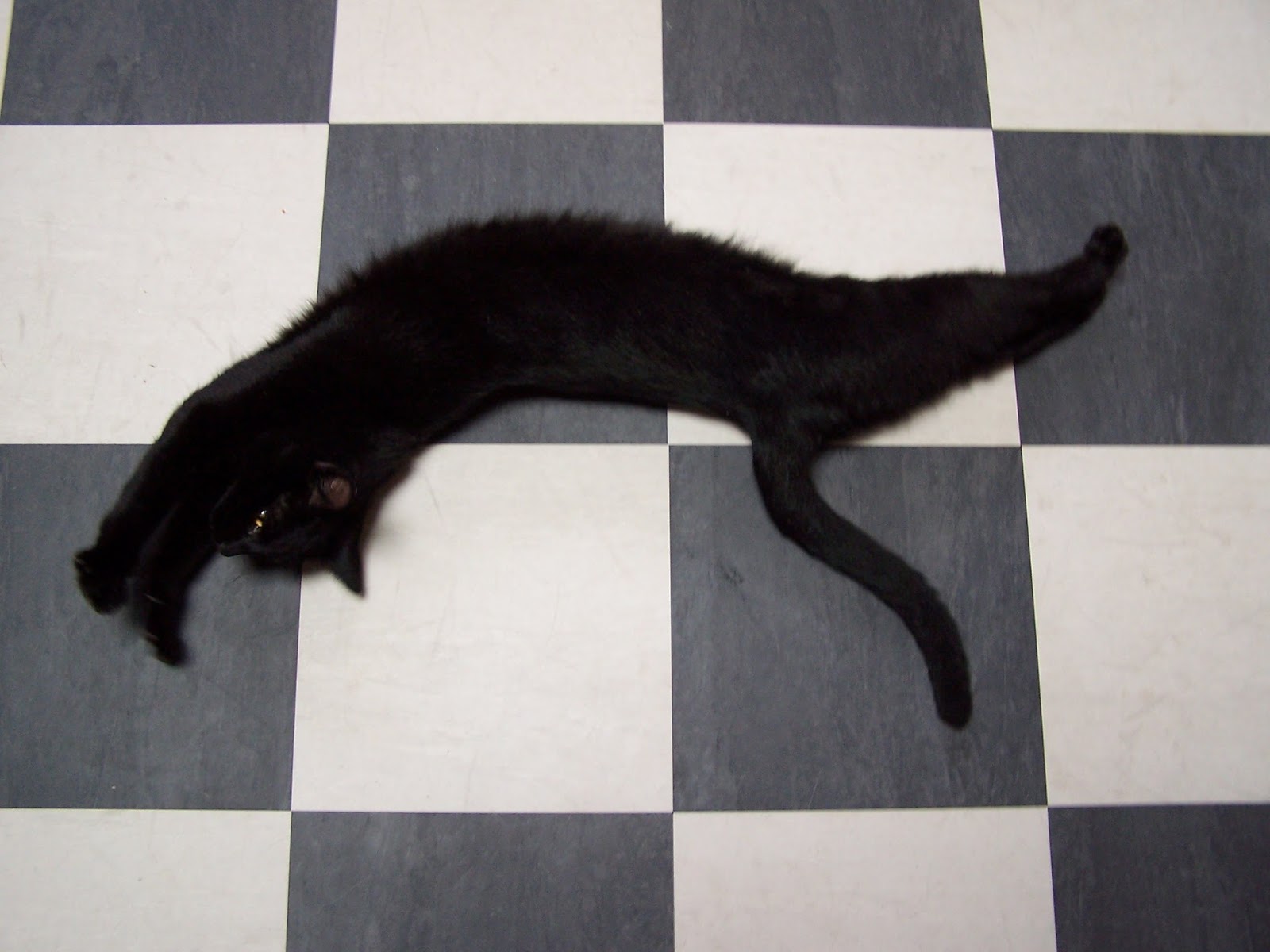 Matt Salusbury: A celebration of the life of Boris the cat 2002-2013