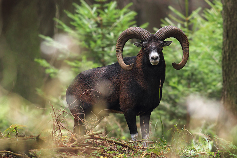 MYSLIVOST: MUFLONÍ ZVĚŘ A NAŠE HONITBY - METODY ODHADU VĚKU BERANA