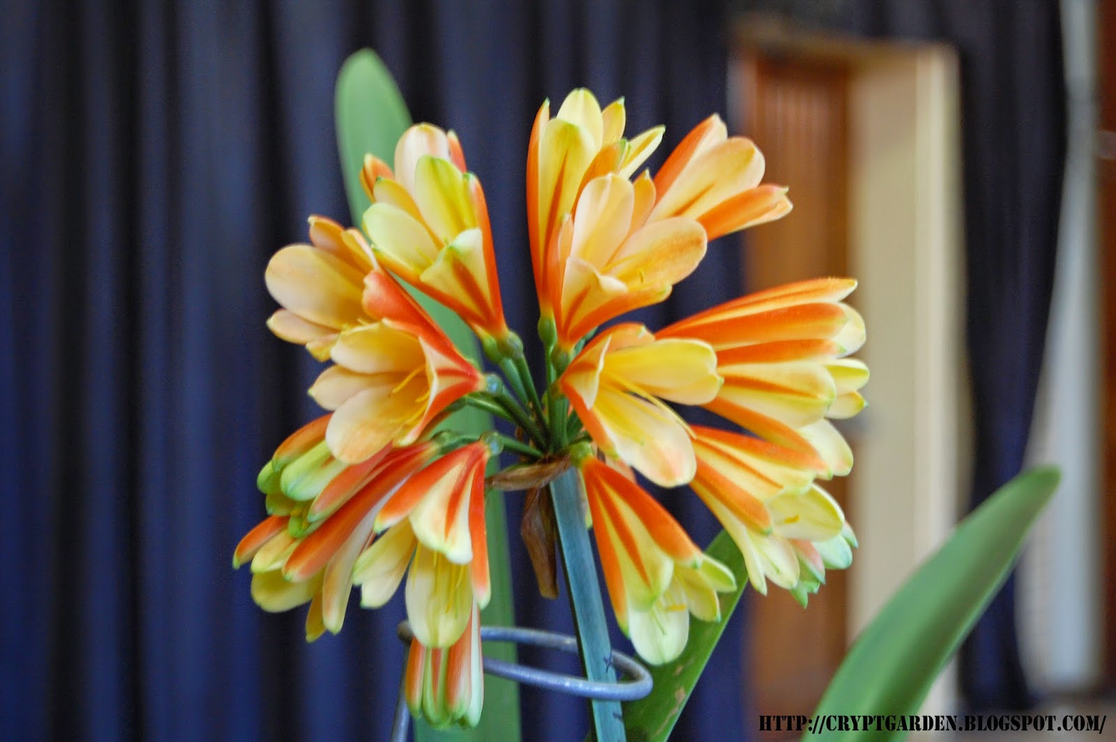 Clivia Breeding: Interspecific clivias