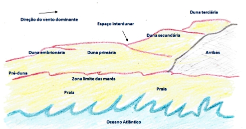 Plantas e Flores do Areal: SISTEMAS DUNARES DO LITORAL - Parte II