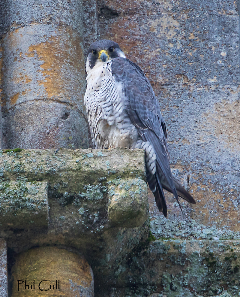 Phil Cull Wildlife Photography: 2016