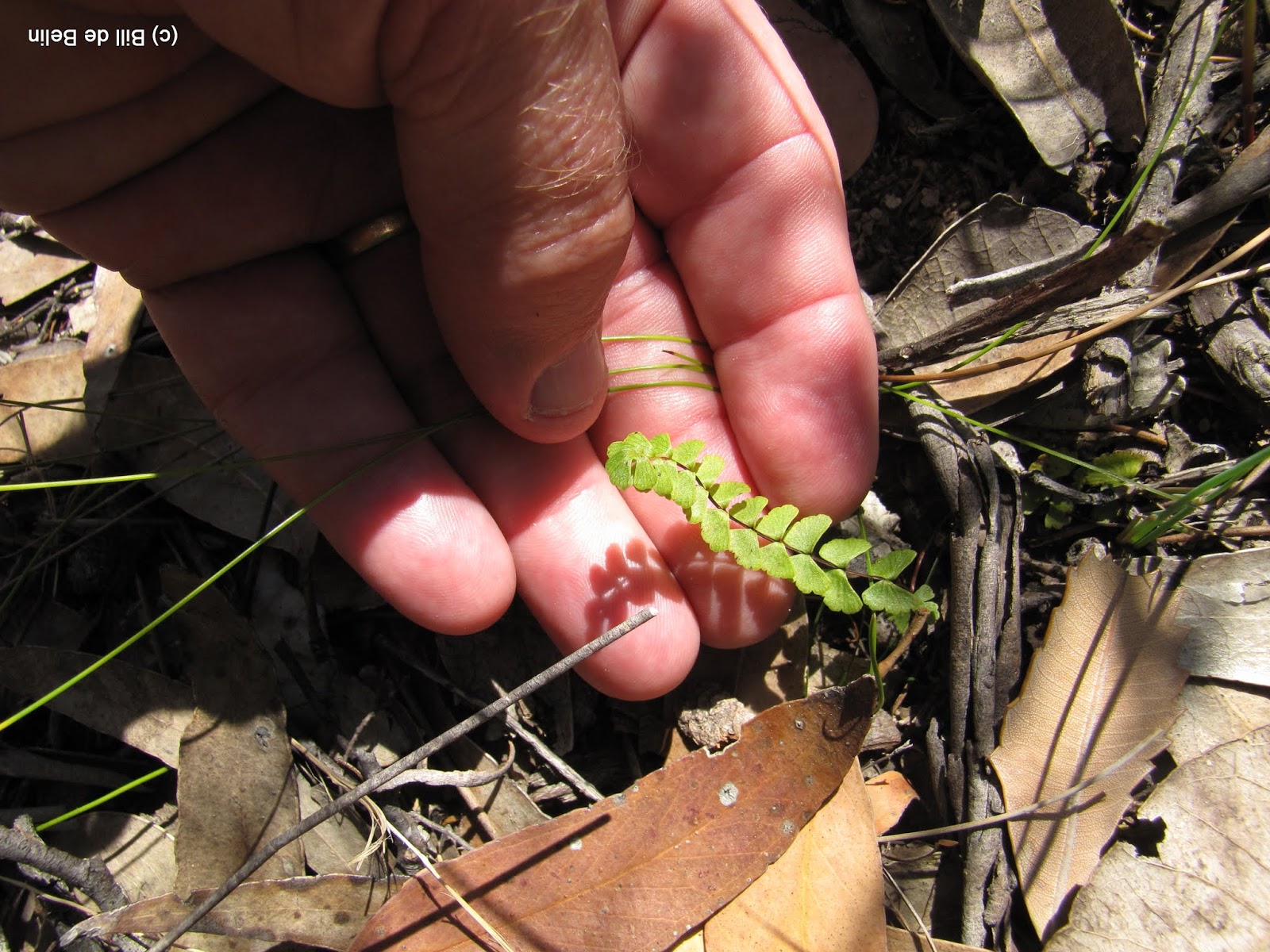 Sydney's Wildflowers and Native Plants: Lindsaea linearis - Screw Fern.