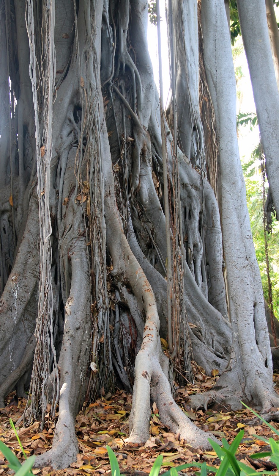 Grifo Planante: RAÍZES ADVENTÍCIAS / OROTAVA ( 6 )
