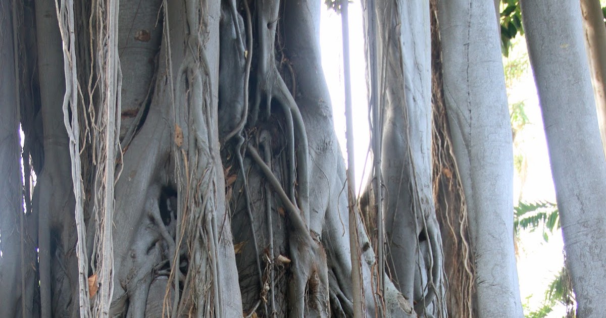 Grifo Planante: RAÍZES ADVENTÍCIAS / OROTAVA ( 6 )