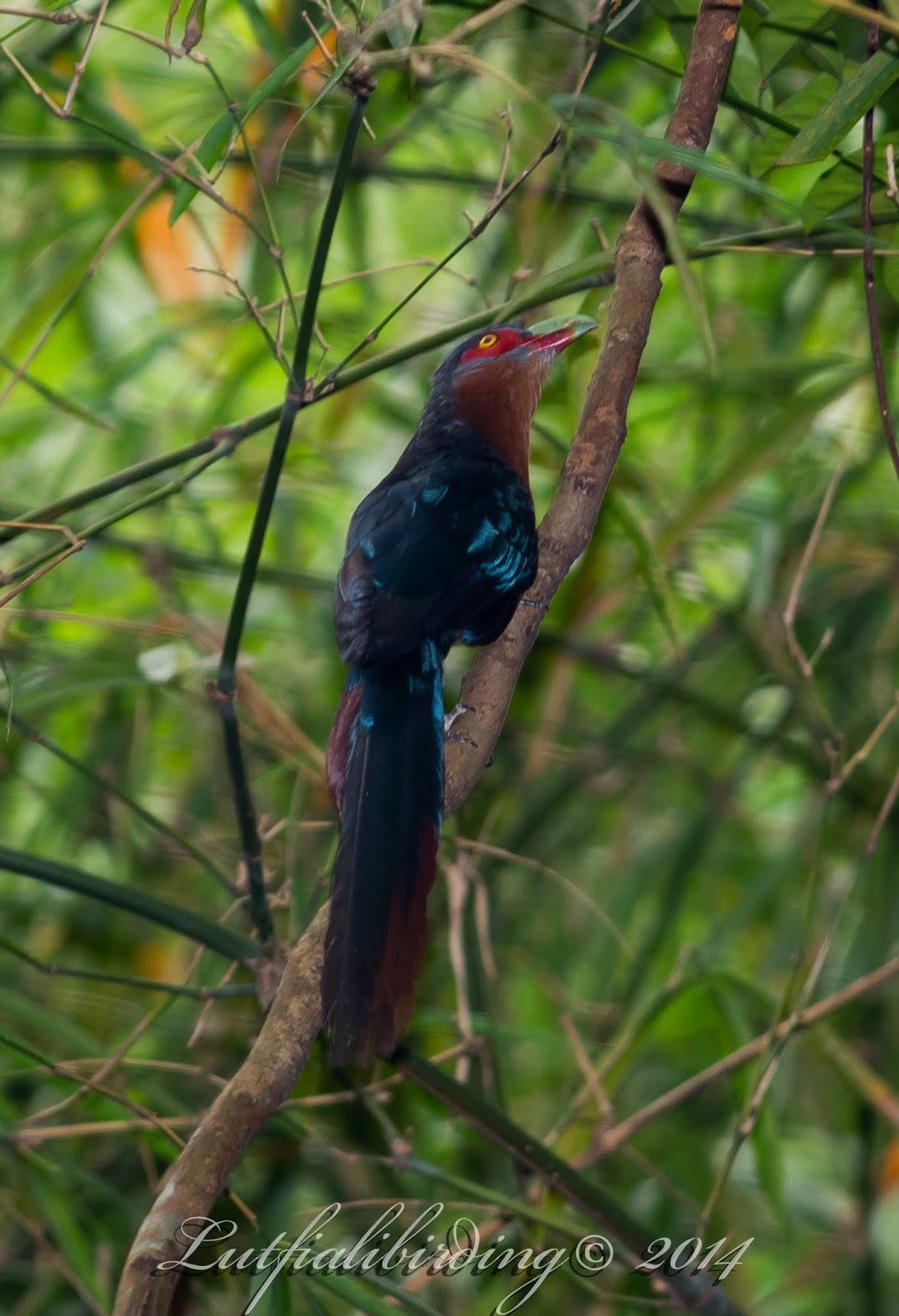 LUTFIALI BIRD PHOTOGRAPHY: CHESTNUT-BREASTED MALKOHA of FRIM ...