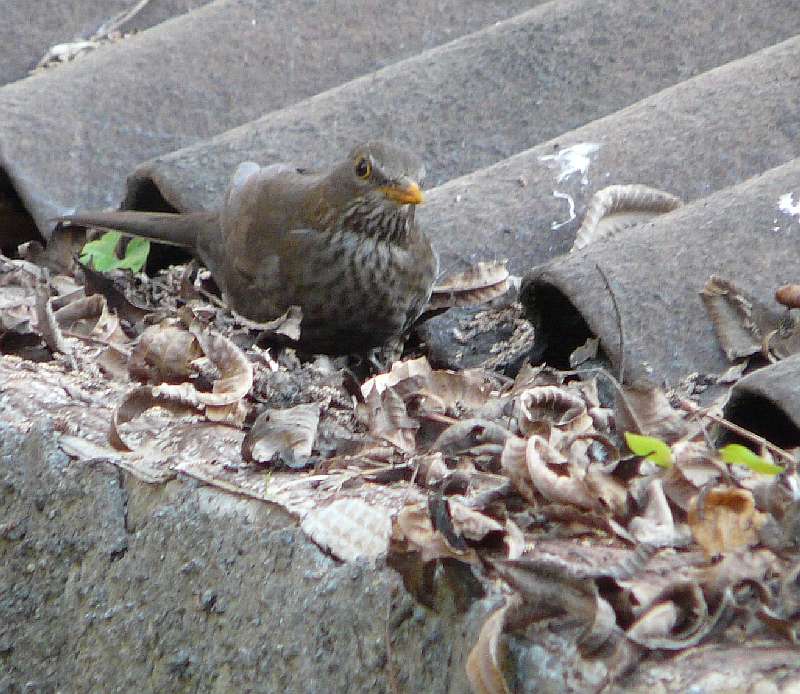 Cal Pepet del Xica, un jardí urbà al Prat de Llobregat: Més bitxos i ...