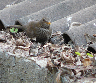 Cal Pepet del Xica, un jardí urbà al Prat de Llobregat: Més bitxos i ...