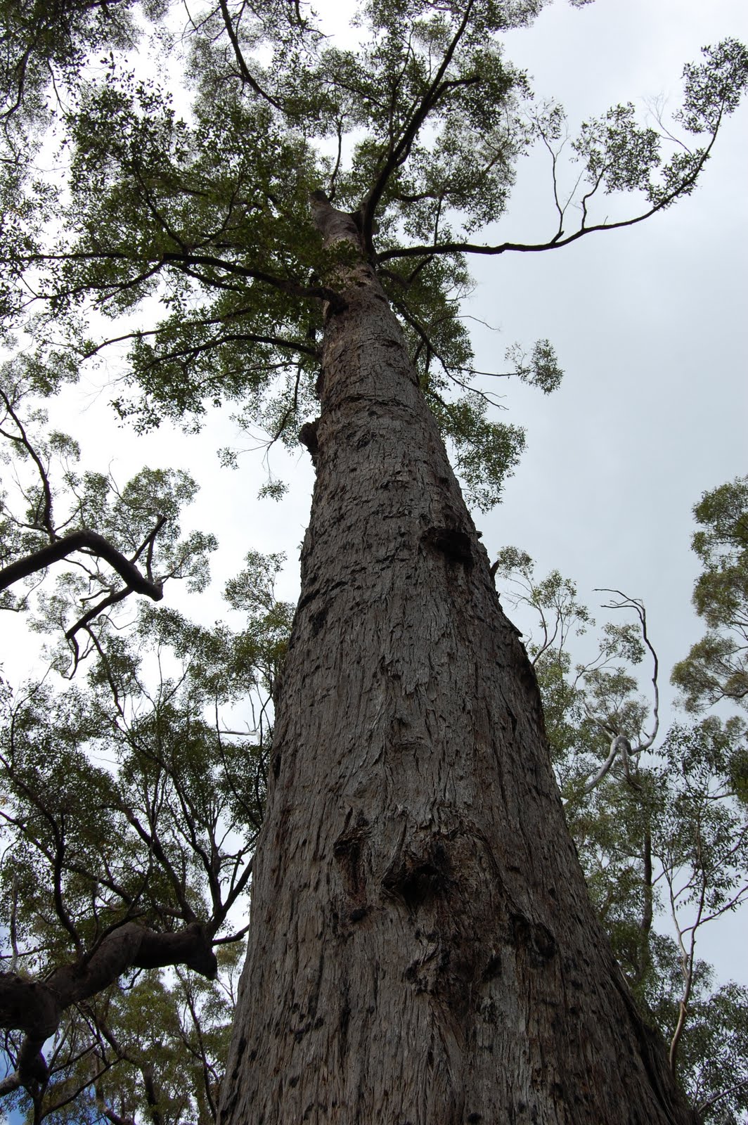 Tassie Twosome: Tree tops and Mountain Top