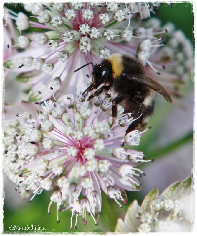 Mandelhjärta: La humla suse!
