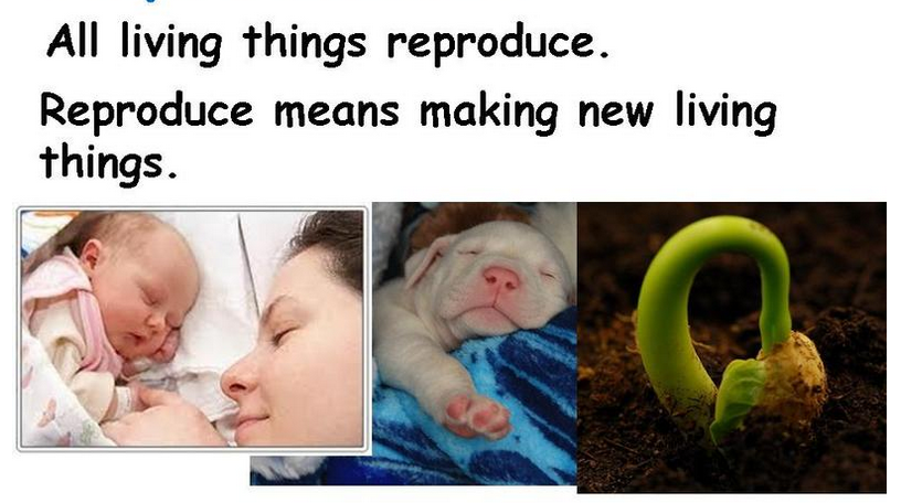 Science and Physical Education: Unit 1: Living Things