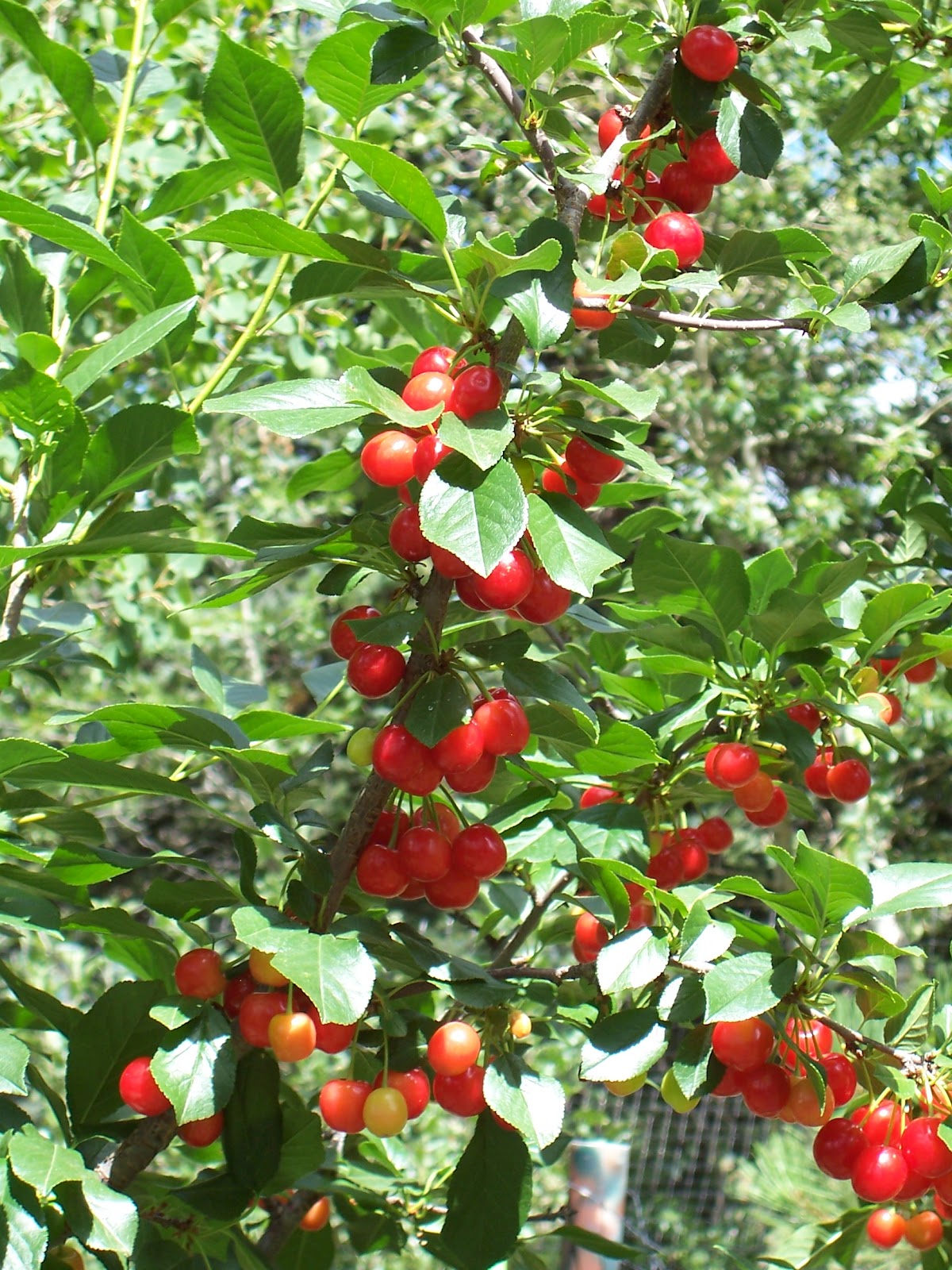 Homesteading with the Wild: The orchard comes of age
