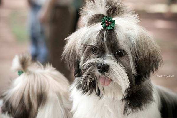 nice pic: Cute Dog Pictures to Inspire You