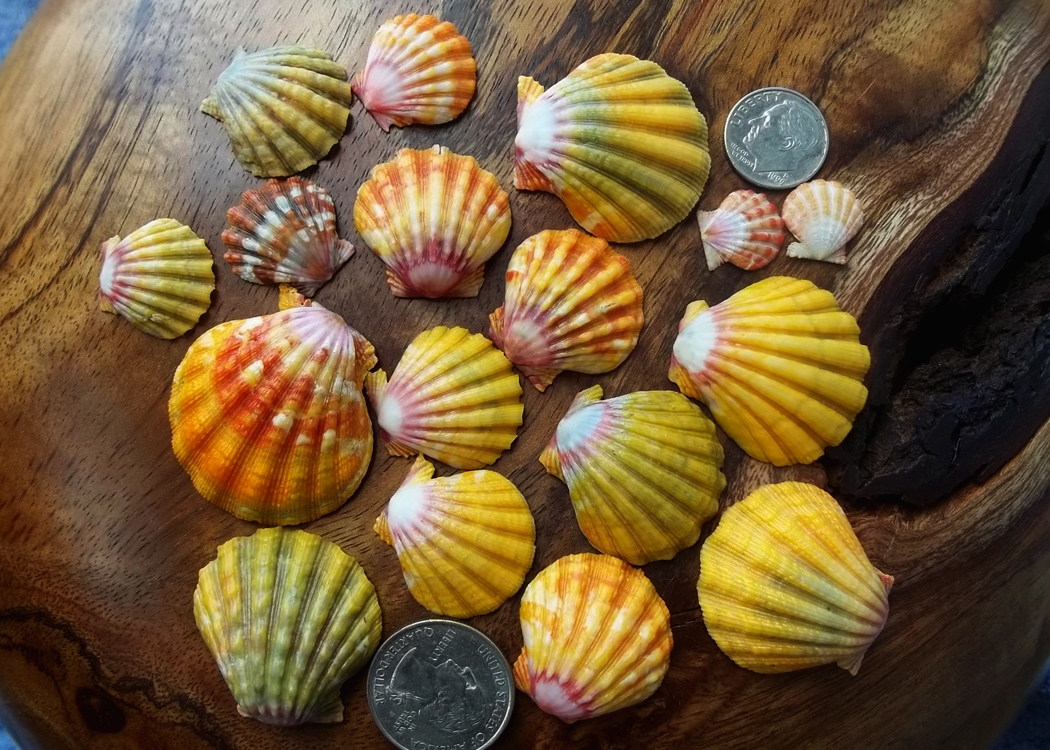 Diederich's Art Blog: Sunrise Shell Necklaces of Hawaii