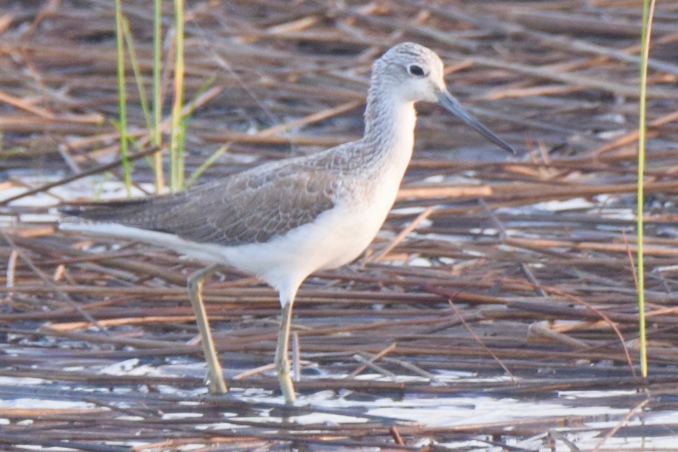 Villa Karon siipiveikot: 100 Grand Popon lintua