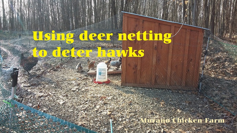 How using deer netting can deter hawks - Murano Chicken Farm