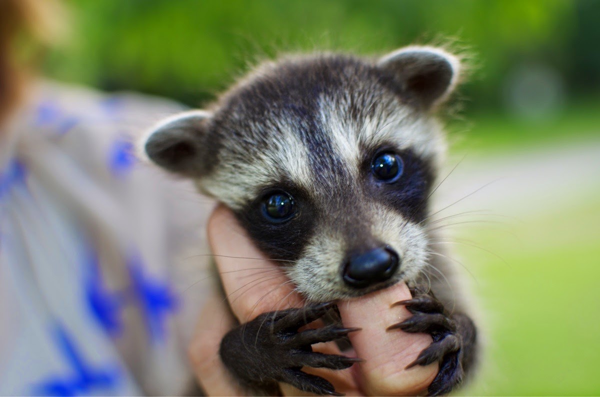 Honey Badger : World's Most Fearless Predators | Deadly Adorable Predators